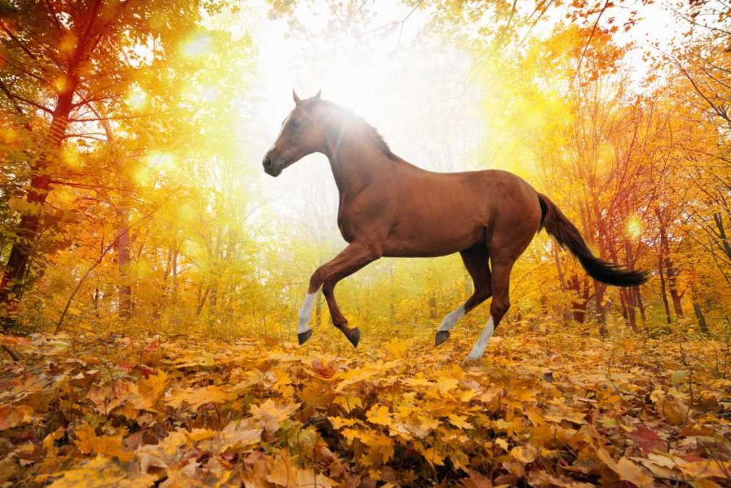 15 Interesting Horse Facts You Probably Never Knew! – Urbaki Pets