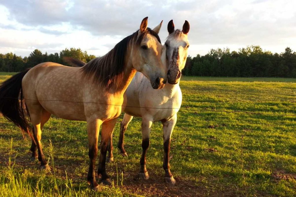 15 Interesting Horse Facts You Probably Never Knew! – Urbaki Pets