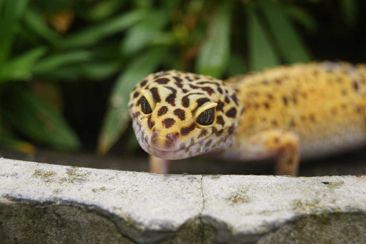 Best Pet Reptiles! Top 5 Handleable Reptiles – Urbaki Pets