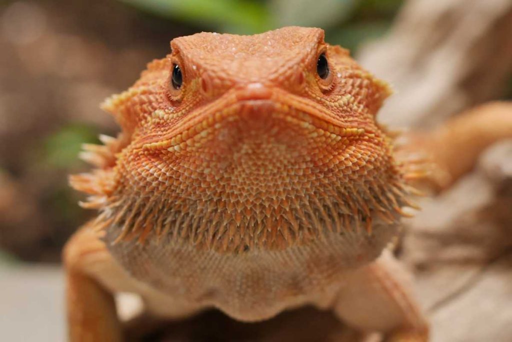 Best Pet Reptiles! Top 5 Handleable Reptiles – Urbaki Pets