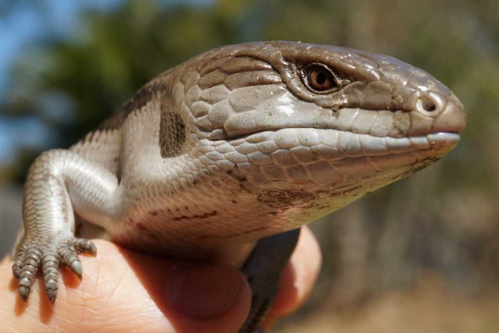 Best Pet Reptiles! Top 5 Handleable Reptiles – Urbaki Pets