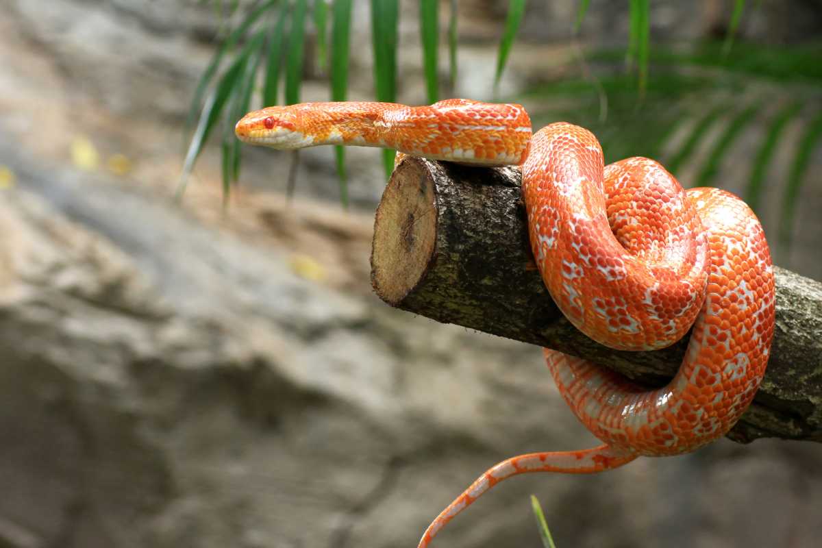 Best Pet Reptiles! Top 5 Handleable Reptiles – Urbaki Pets