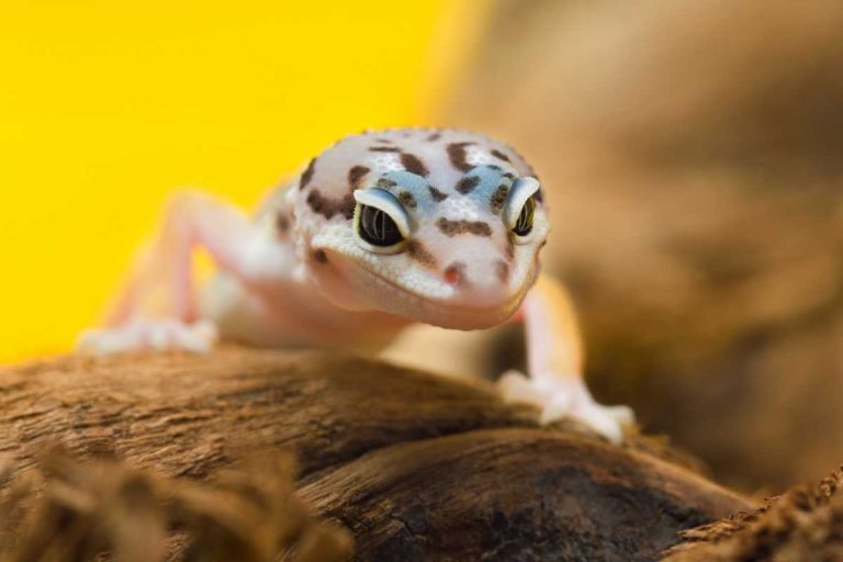 Best Pet Reptiles! Top 5 Handleable Reptiles – Urbaki Pets