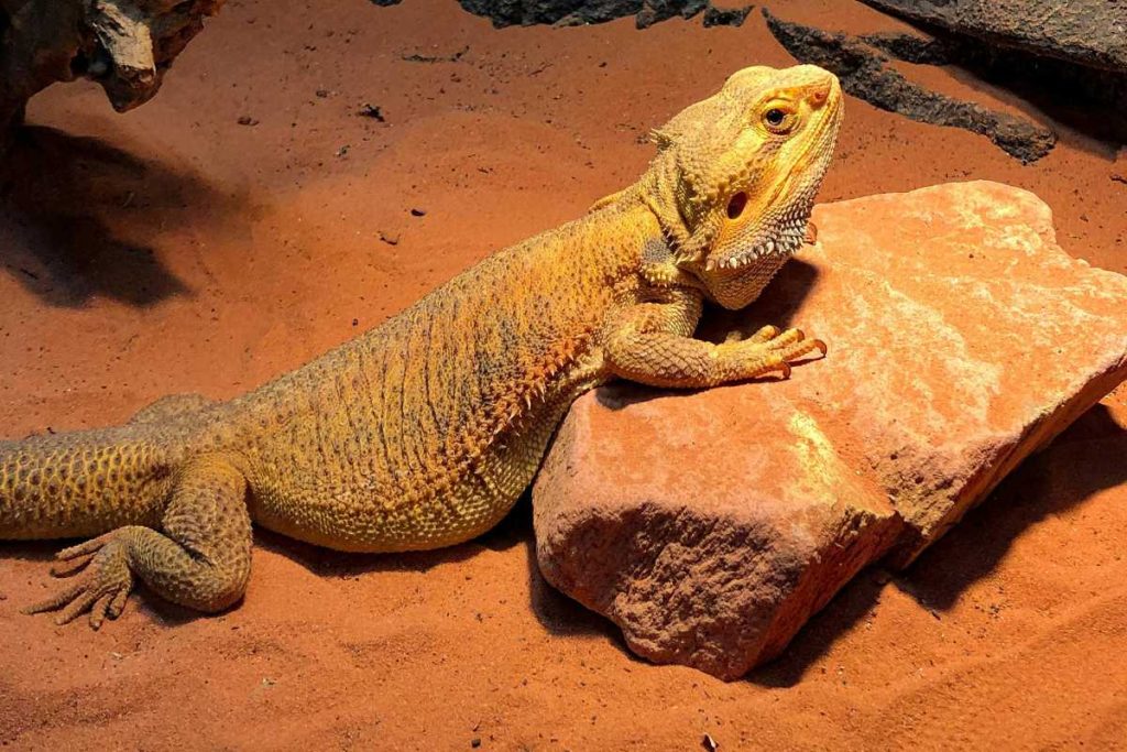Best Pet Reptiles! Top 5 Handleable Reptiles – Urbaki Pets