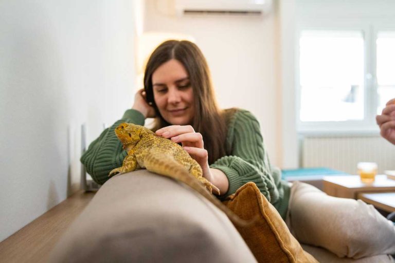 Best Pet Reptiles! Top 5 Handleable Reptiles – Urbaki Pets
