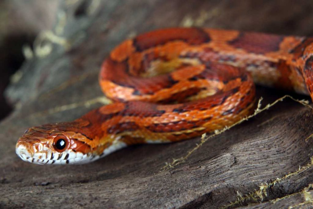 Best Pet Reptiles! Top 5 Handleable Reptiles – Urbaki Pets