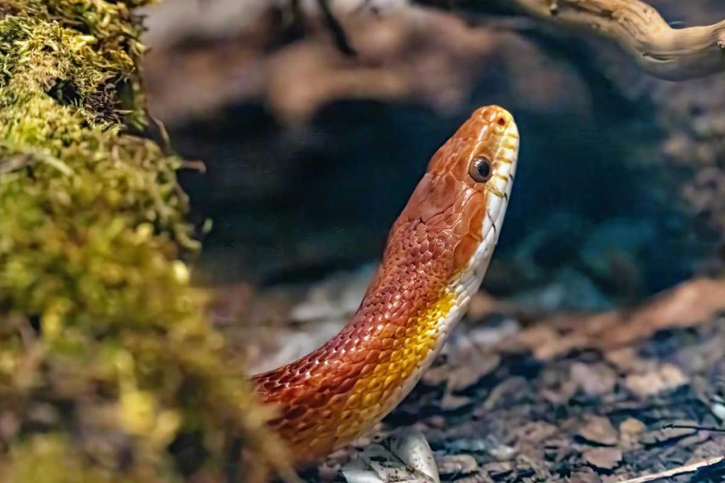 Best Pet Reptiles! Top 5 Handleable Reptiles – Urbaki Pets