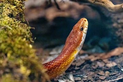 Best Pet Reptiles! Top 5 Handleable Reptiles – Urbaki Pets