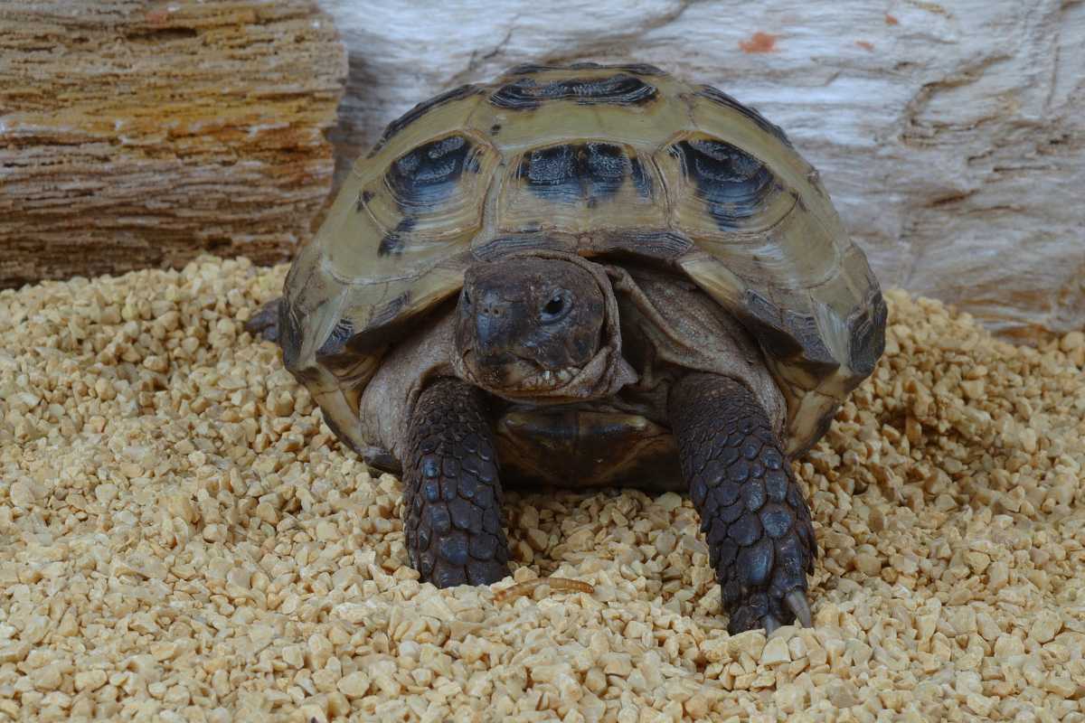 Best Pet Reptiles! Top 5 Handleable Reptiles – Urbaki Pets