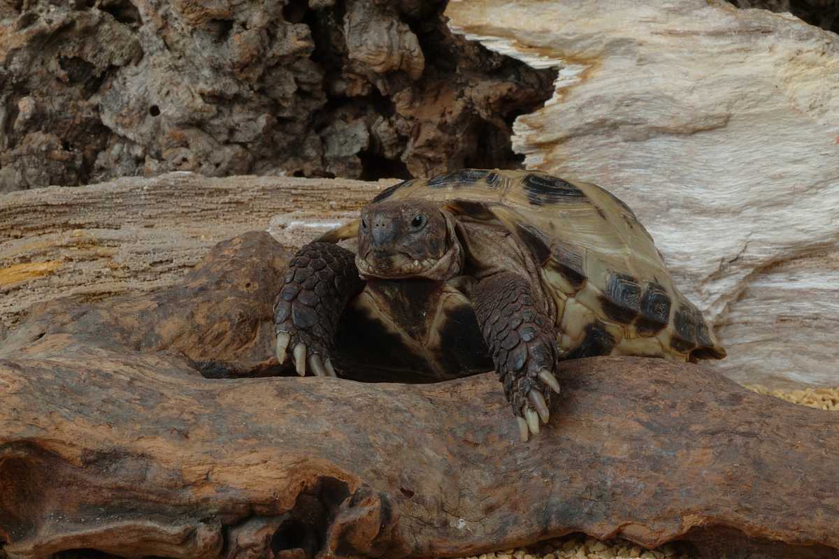 Best Pet Reptiles! Top 5 Handleable Reptiles – Urbaki Pets