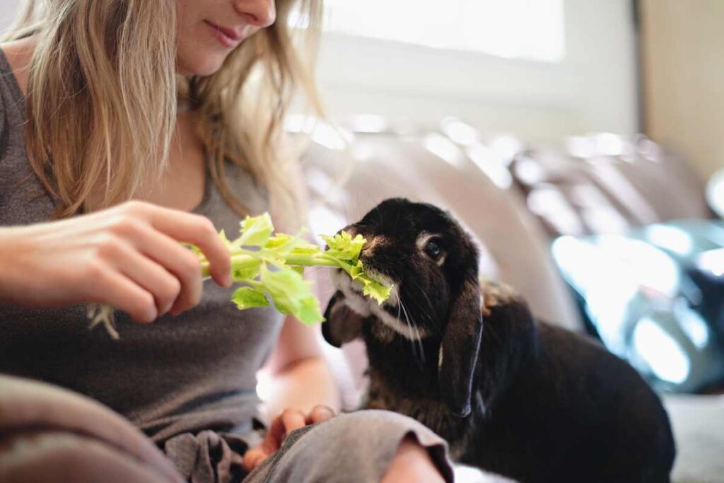 Bunny Bites: Nutritious and Safe Foods for Your Rabbit – Urbaki Pets