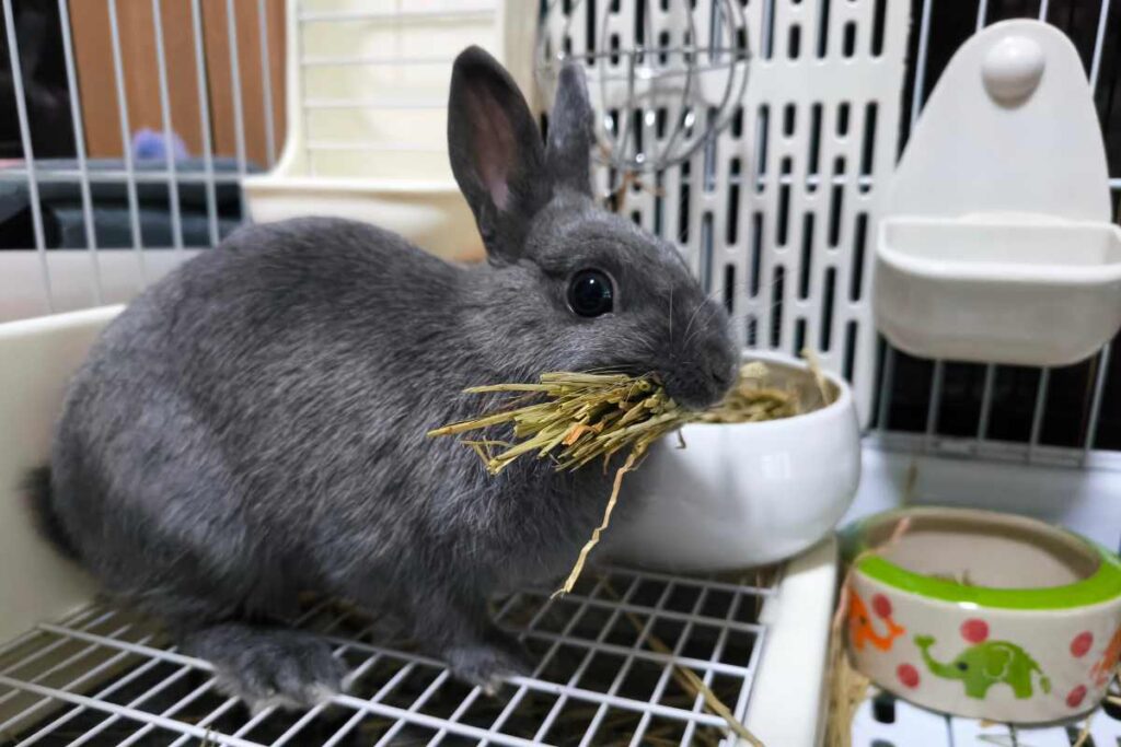 Bunny Bites: Nutritious and Safe Foods for Your Rabbit – Urbaki Pets