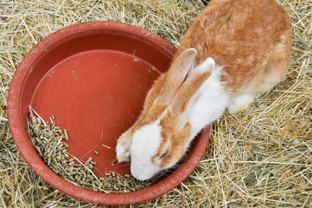 Bunny Bites: Nutritious and Safe Foods for Your Rabbit – Urbaki Pets