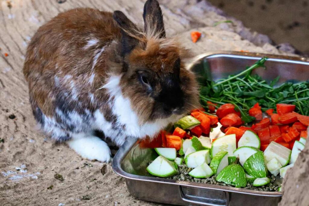 Bunny Bites: Nutritious and Safe Foods for Your Rabbit – Urbaki Pets