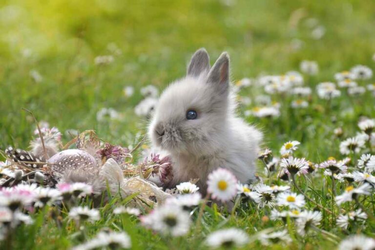 Rabbit 101: Rabbit Care Guide for Beginners – Urbaki Pets