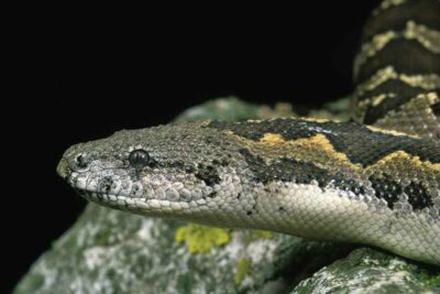 Best Pet Reptiles! Top 5 Handleable Reptiles – Urbaki Pets