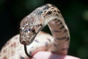 Best Pet Reptiles! Top 5 Handleable Reptiles – Urbaki Pets