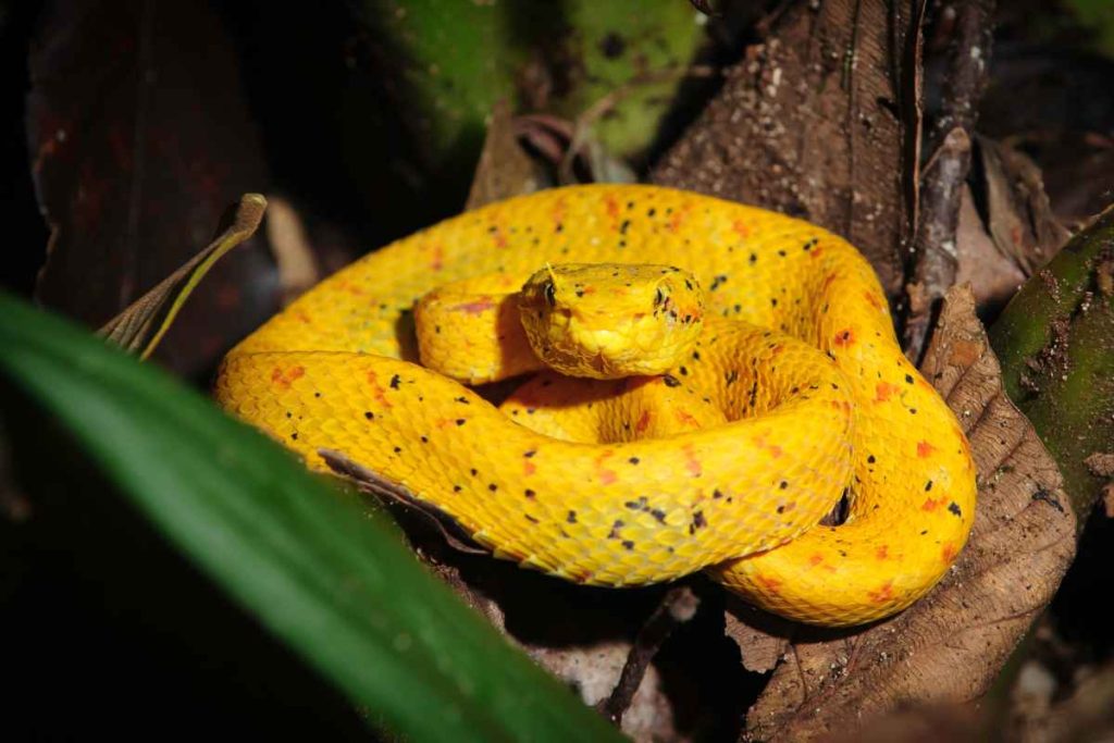 Eyelash Pit Viper, The Best Pet Snake? – Urbaki Pets