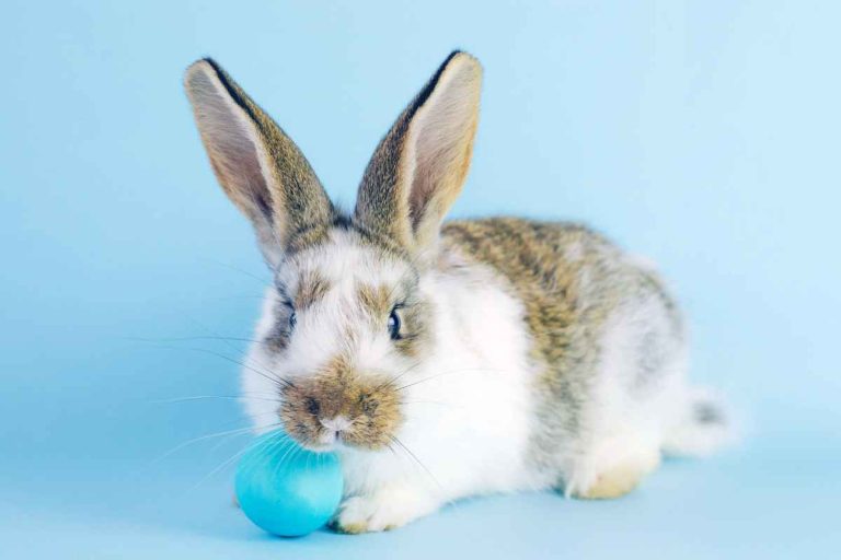 Rabbit 101: Rabbit Care Guide for Beginners – Urbaki Pets