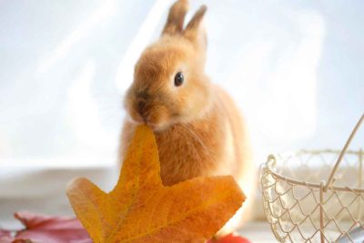 Rabbit 101: Rabbit Care Guide for Beginners – Urbaki Pets