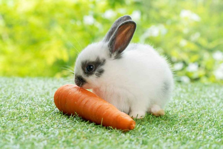 Rabbit 101: Rabbit Care Guide for Beginners – Urbaki Pets