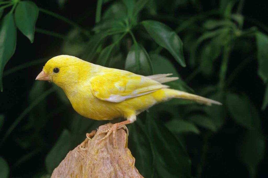 Song Canary Ultimate Care Guide – Urbaki Pets