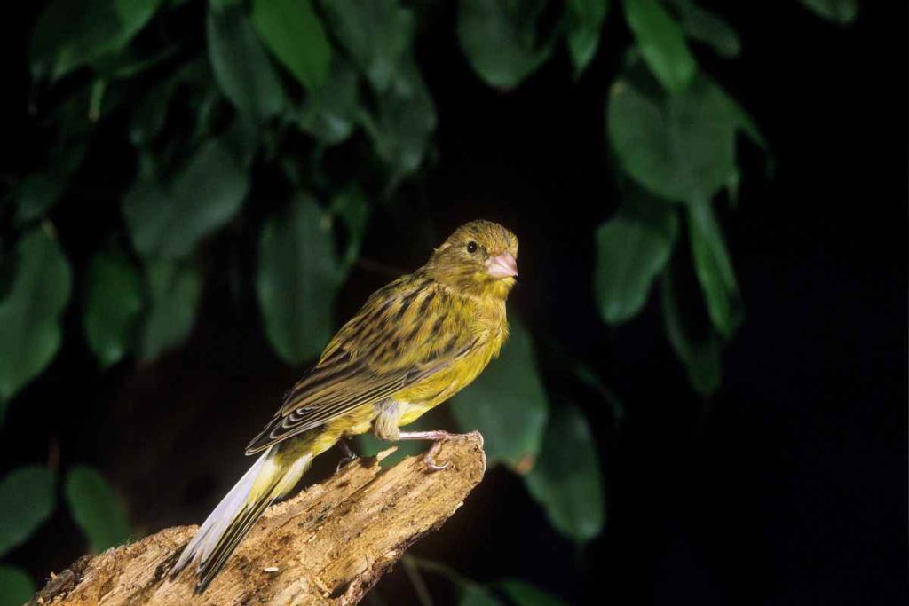 Song Canary Ultimate Care Guide – Urbaki Pets