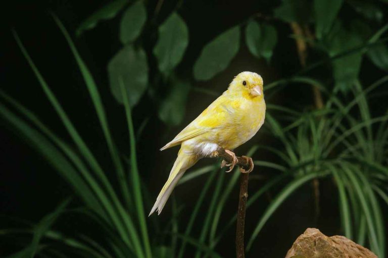 Song Canary Ultimate Care Guide – Urbaki Pets