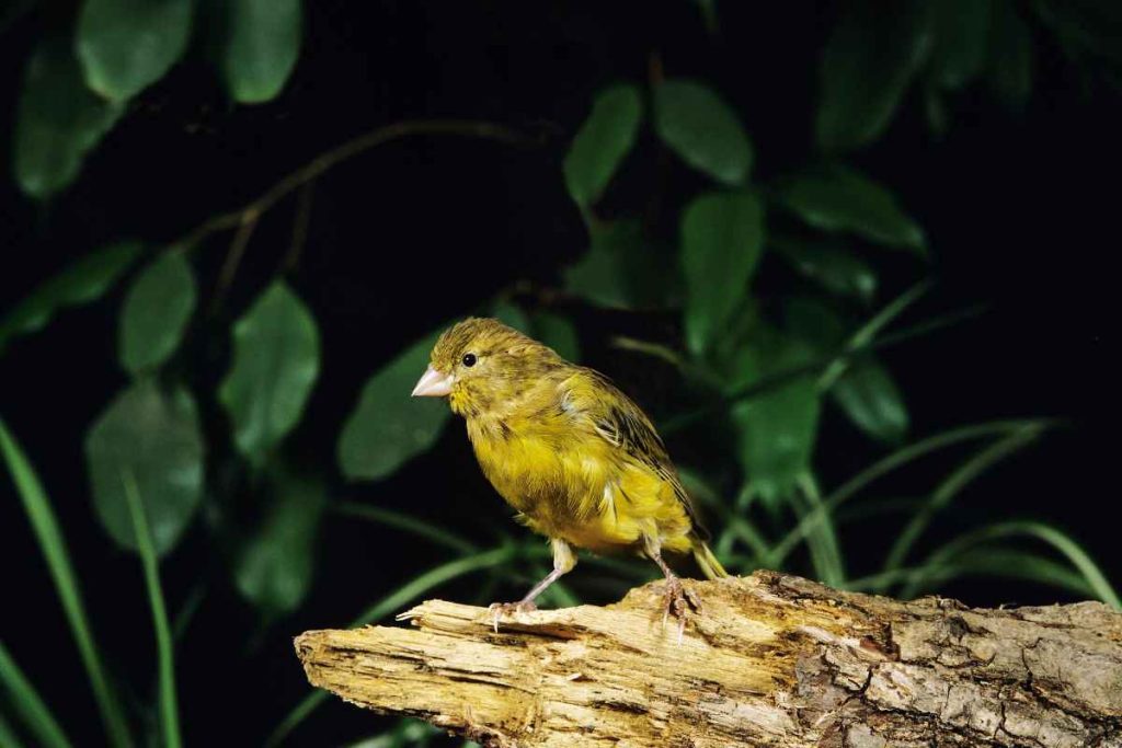 Song Canary Ultimate Care Guide – Urbaki Pets