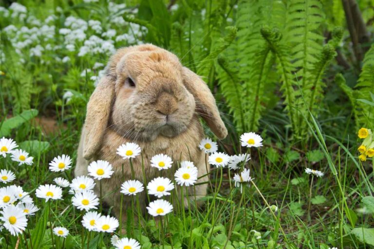 How To Teach Your Rabbit Tricks – Urbaki Pets