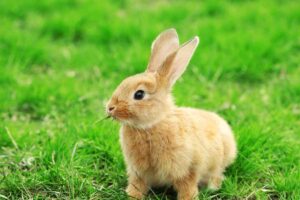 How To Teach Your Rabbit Tricks – Urbaki Pets
