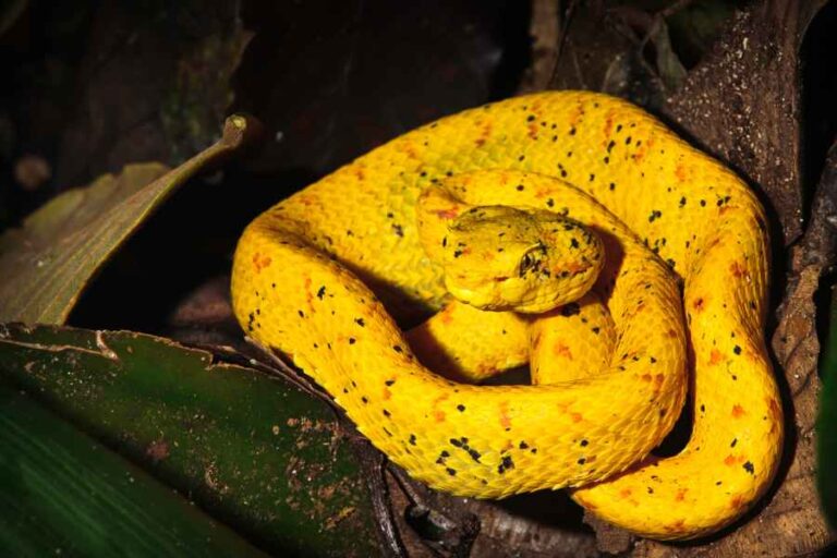 Eyelash Pit Viper, The Best Pet Snake? – Urbaki Pets
