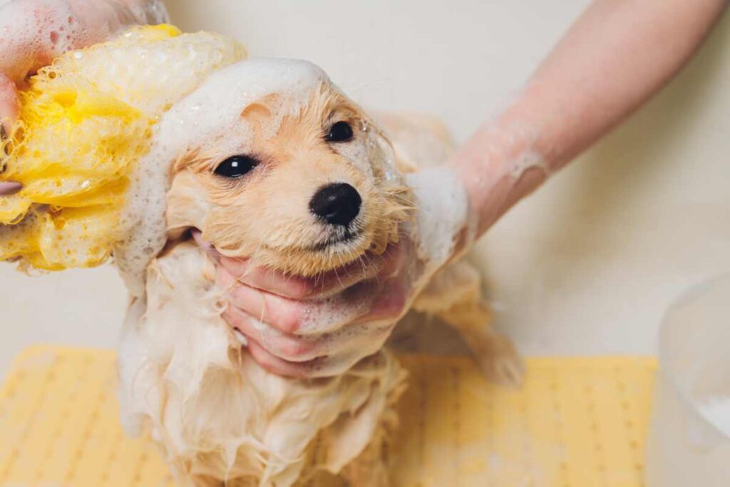 Splash ‘n Scrub: A Simple Guide to Bathing Your Pup – Urbaki Pets