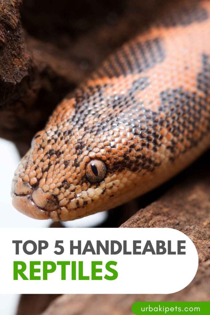 Best Pet Reptiles! Top 5 Handleable Reptiles – Urbaki Pets