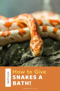 How to Give Snakes a Bath! – Urbaki Pets