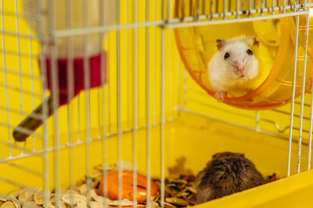 Bar Chewing Is NOT Normal, It’s Harmful To Your Hamster – Urbaki Pets