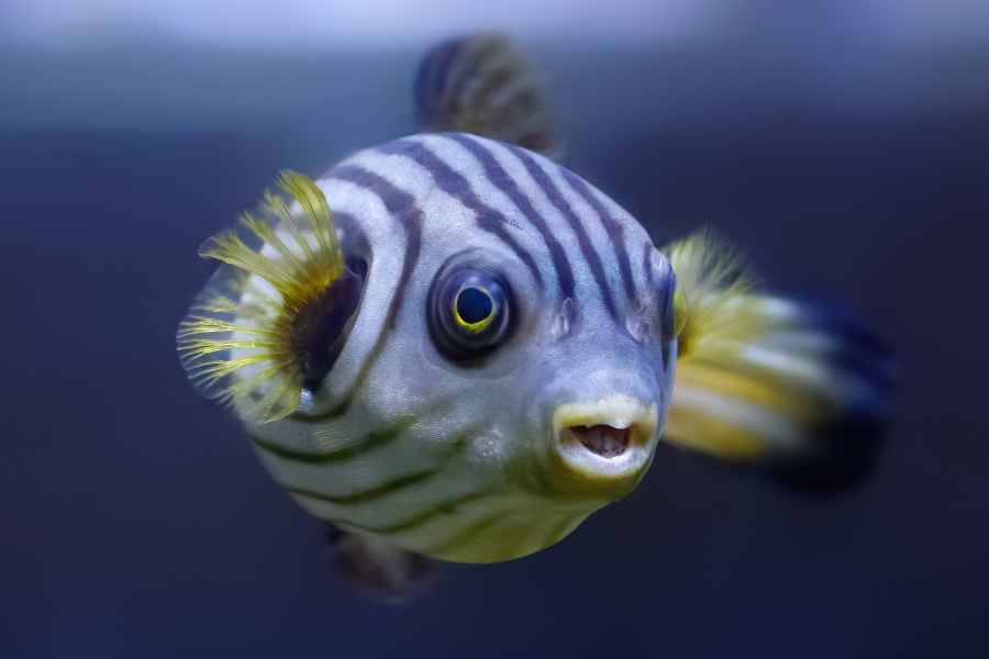 Top 7 Aquarium Fish With The BEST Personality – Urbaki Pets