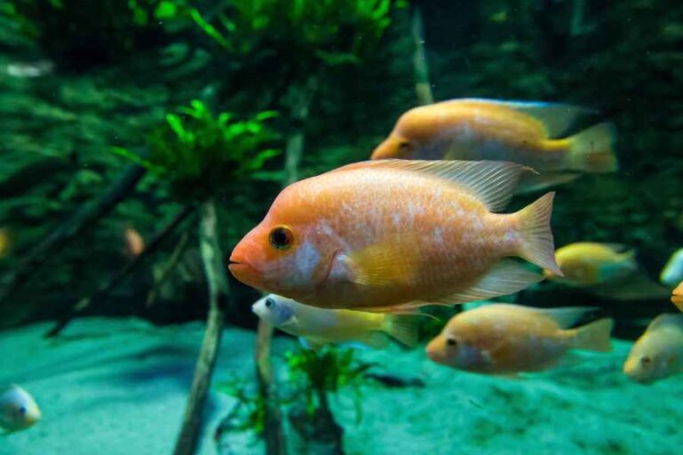 Top 7 Aquarium Fish With The BEST Personality – Urbaki Pets