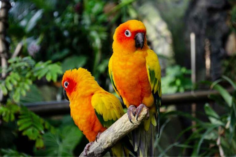 How to Teach Your Bird to Wave! – Urbaki Pets