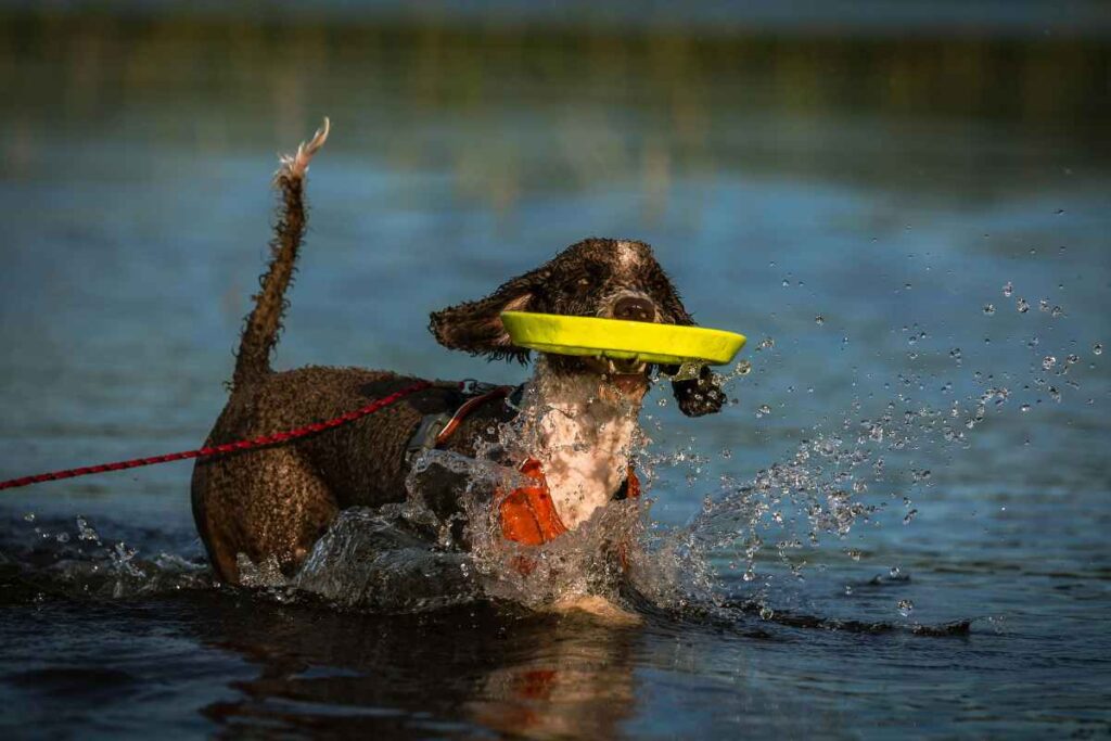 Train ANY Dog How To Play Fetch PERFECTLY – Urbaki Pets