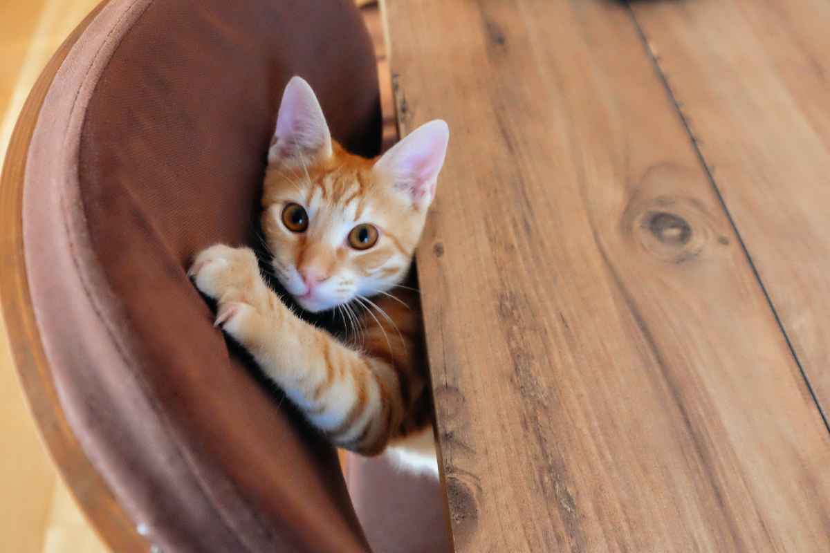 How to Stop Your Cat From Scratching Furniture – Urbaki Pets