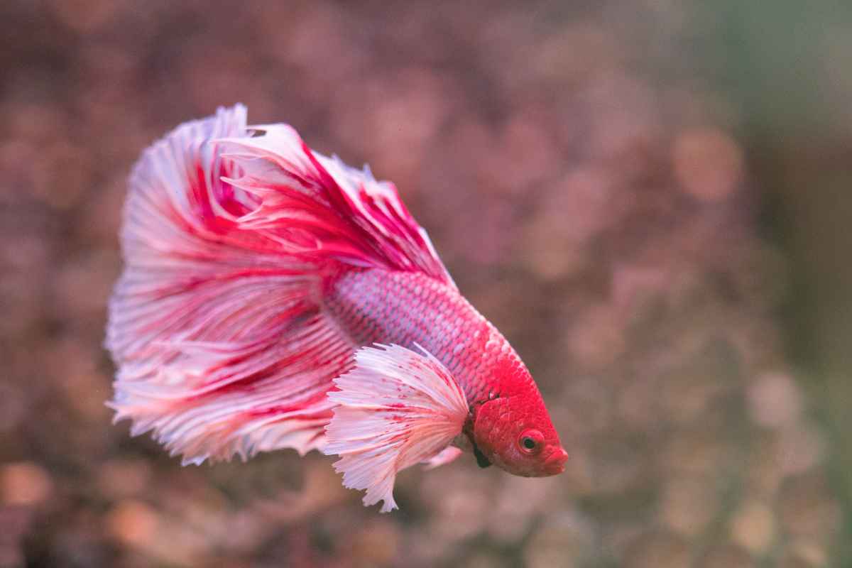 Top 7 Aquarium Fish With The BEST Personality – Urbaki Pets