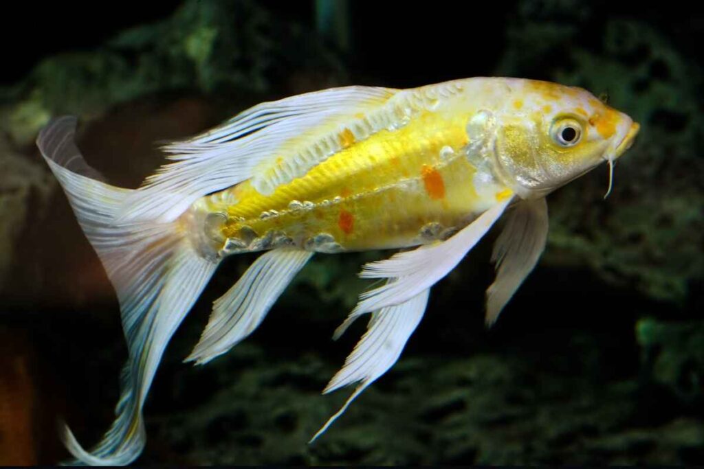 Train your Fish to do These Incredible Tricks – Urbaki Pets