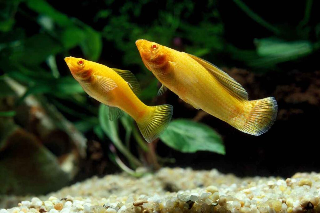 Train your Fish to do These Incredible Tricks – Urbaki Pets