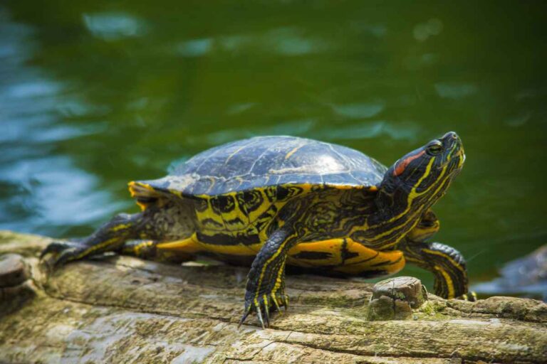 5 Things You NEED to Know Before Buying a RED-EARED SLIDER Turtle ...