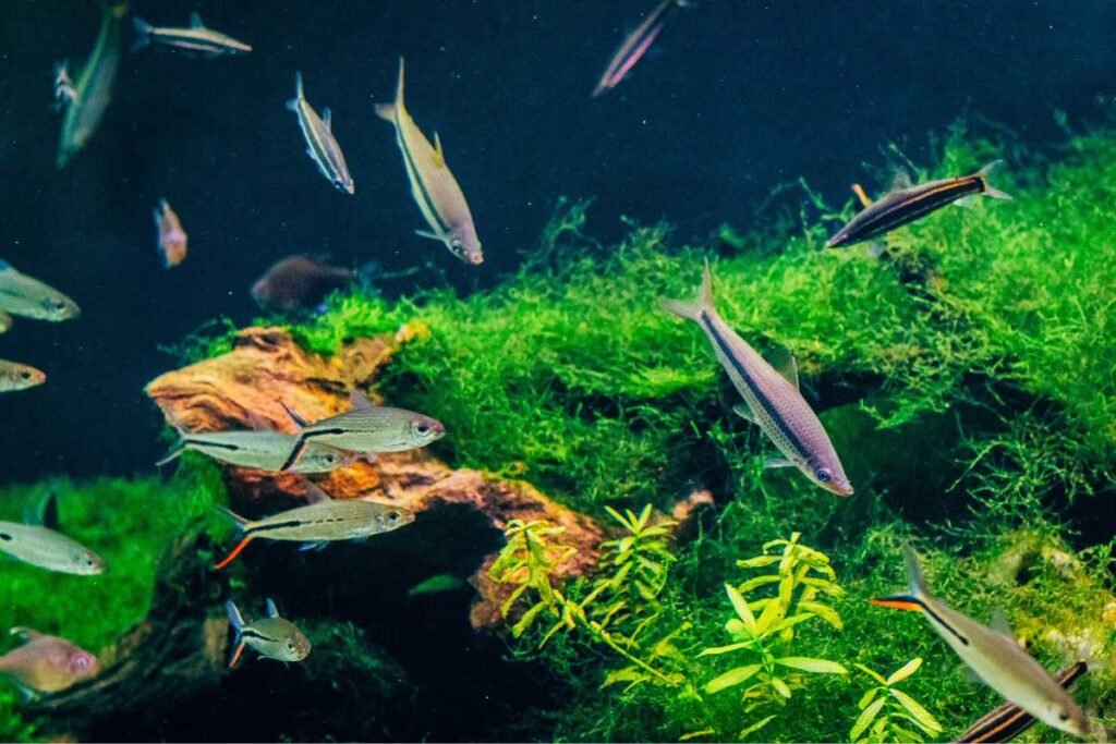 How to Feed Your Fish Properly (How Often and How Much) – Urbaki Pets