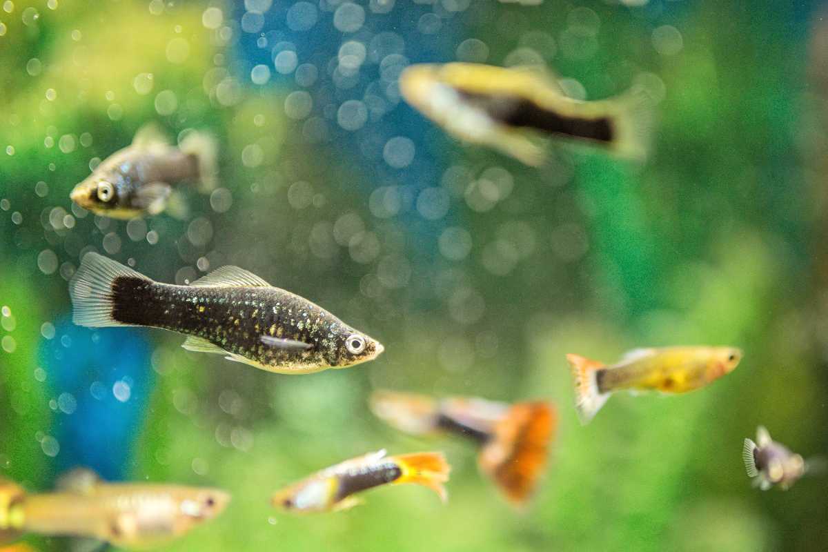 How to Feed Your Fish Properly (How Often and How Much) – Urbaki Pets