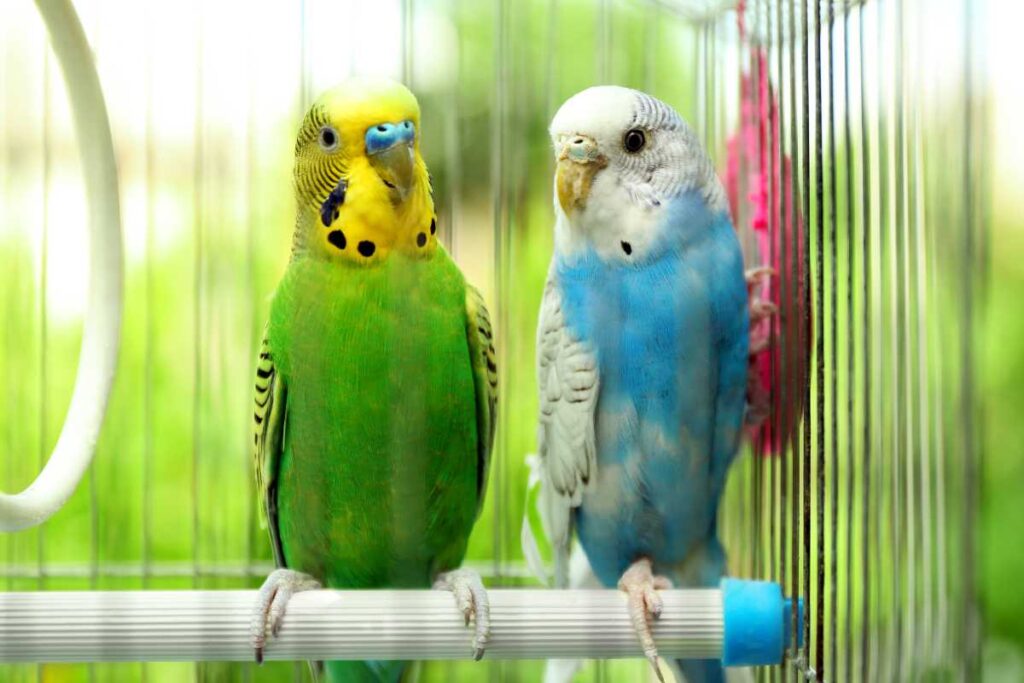How to Teach Your Bird to Wave! – Urbaki Pets