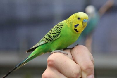 How to Teach Your Bird to Wave! – Urbaki Pets