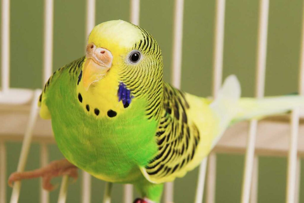 How to Teach Your Bird to Wave! – Urbaki Pets